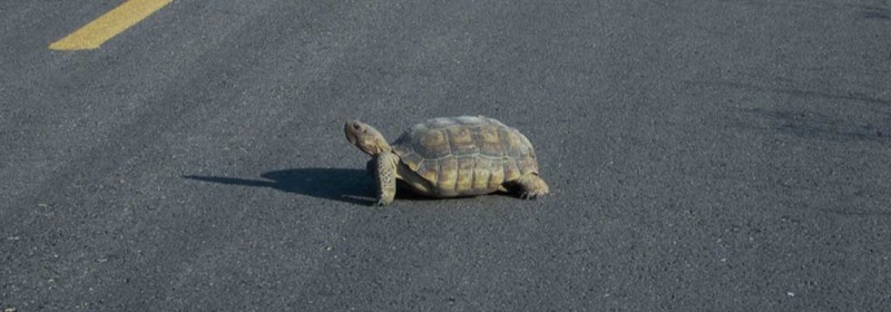 River Mountains Loop Trail - Recreation, fresh air, exercise, great ...