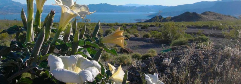 River Mountains Loop Trail - Recreation, fresh air, exercise, great ...